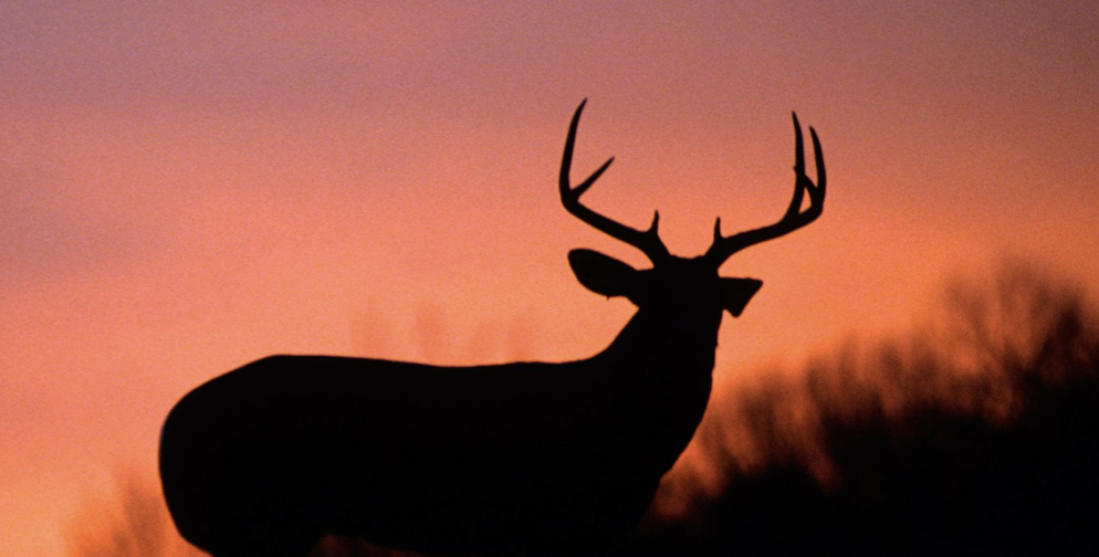 A Shot in the Dark - The K-Var Armory